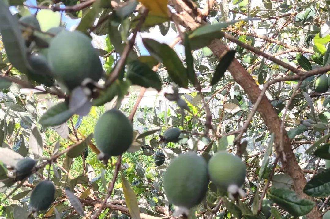 New Zealand in March, Fiji fruit, known as the king of fruit, is ...