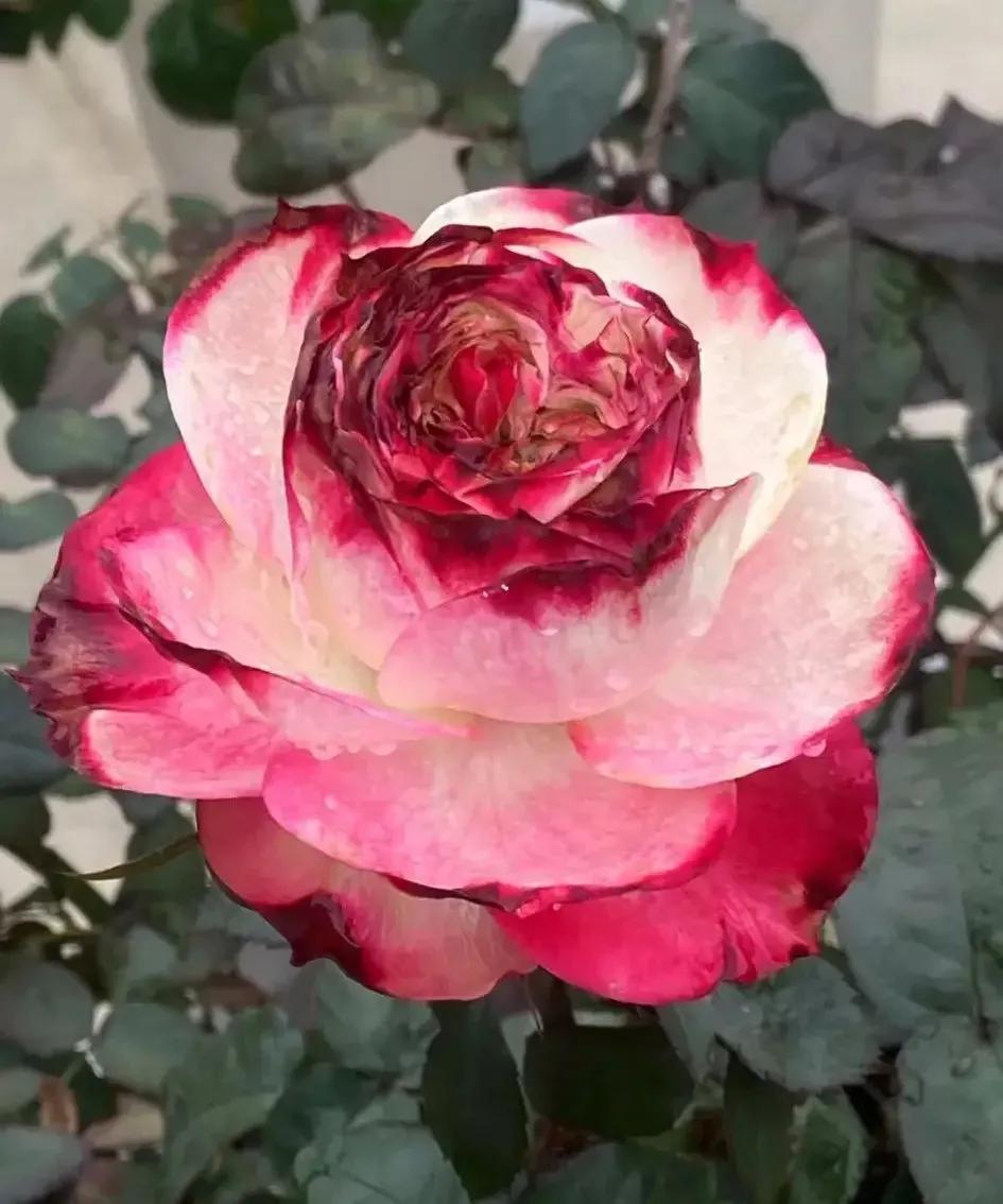 Sharing Rose Varieties——Applejack Rose - iNEWS