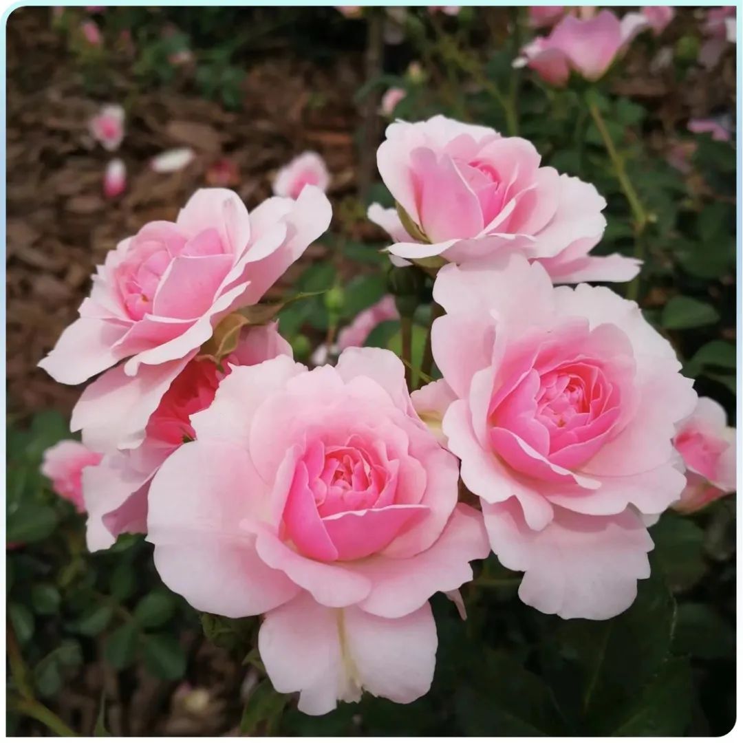 The story of the "Four Golden Flowers" in the officialdom is far more ...