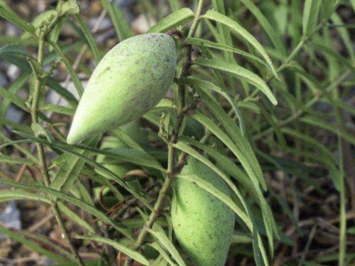 There is a kind of "goat's milk melon" in the countryside. The fruit is ...