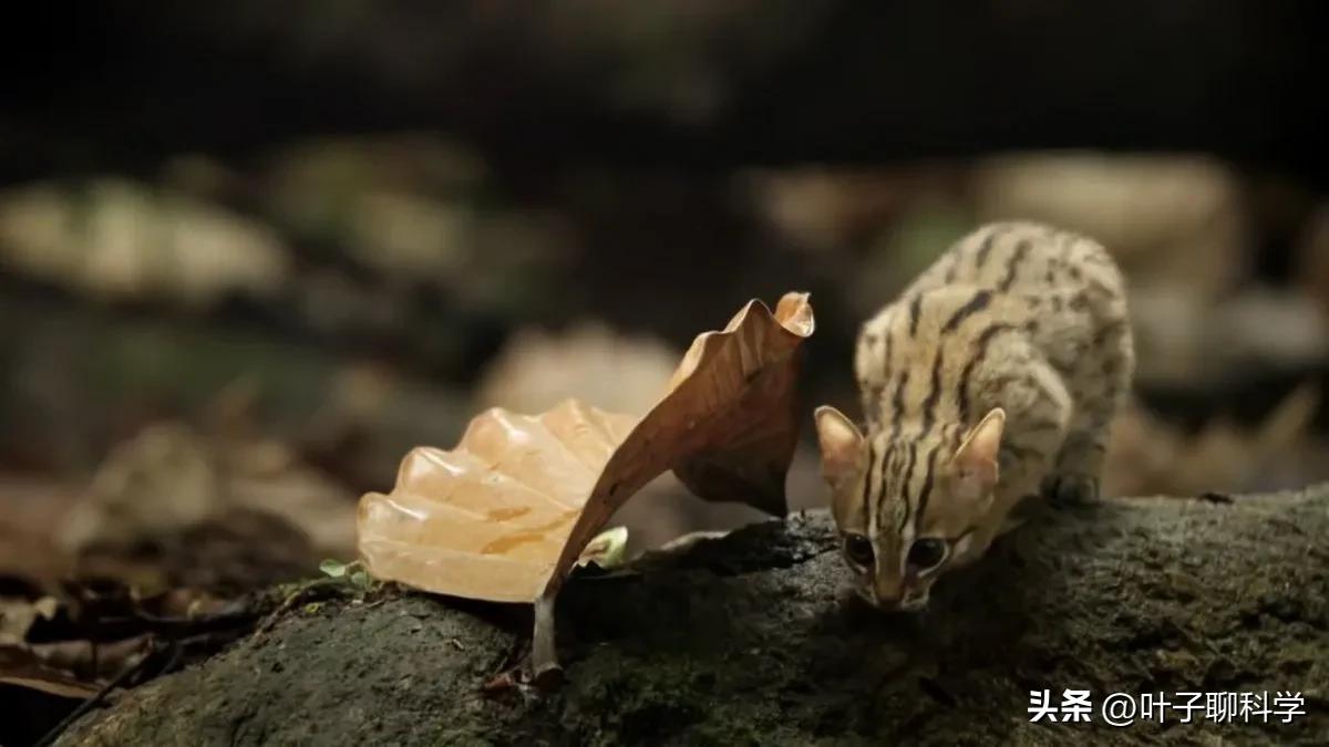Rust-spotted cat: the smallest wild cat in the world, not as big as a ...