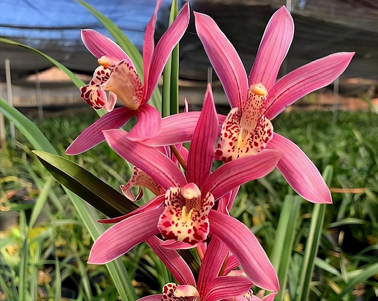 Four Seasons Orchid Red Su--Red Imperial Concubine, with red flowers ...