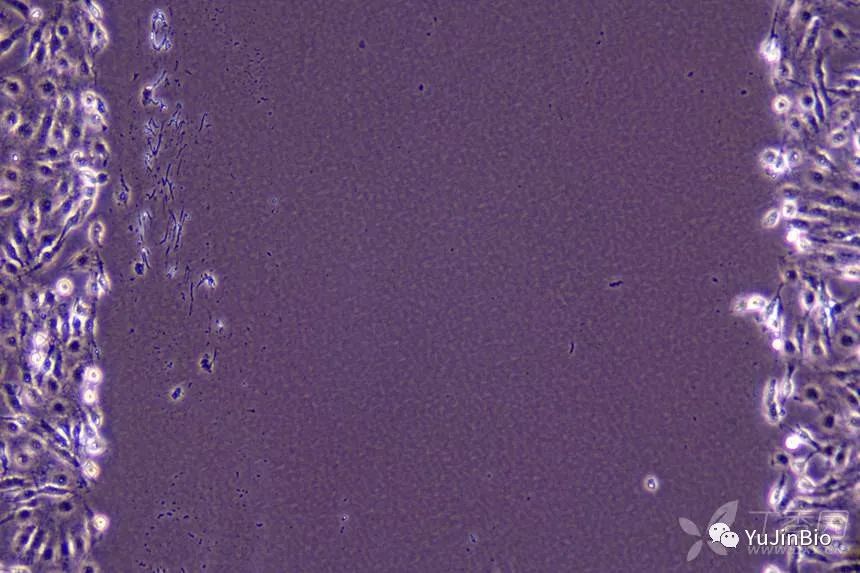 You need to know these basic cell experiments - iNEWS