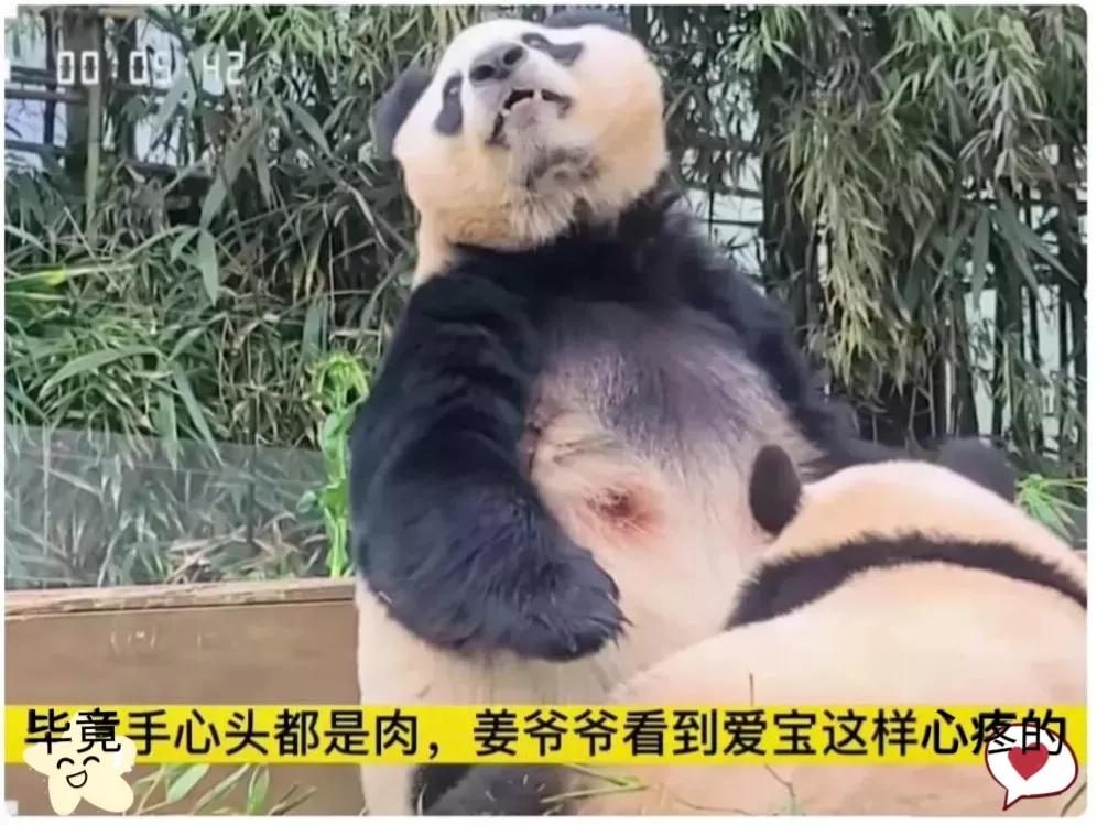 From Yuanyuan to Aibao: How does a panda mother breastfeed her baby ...