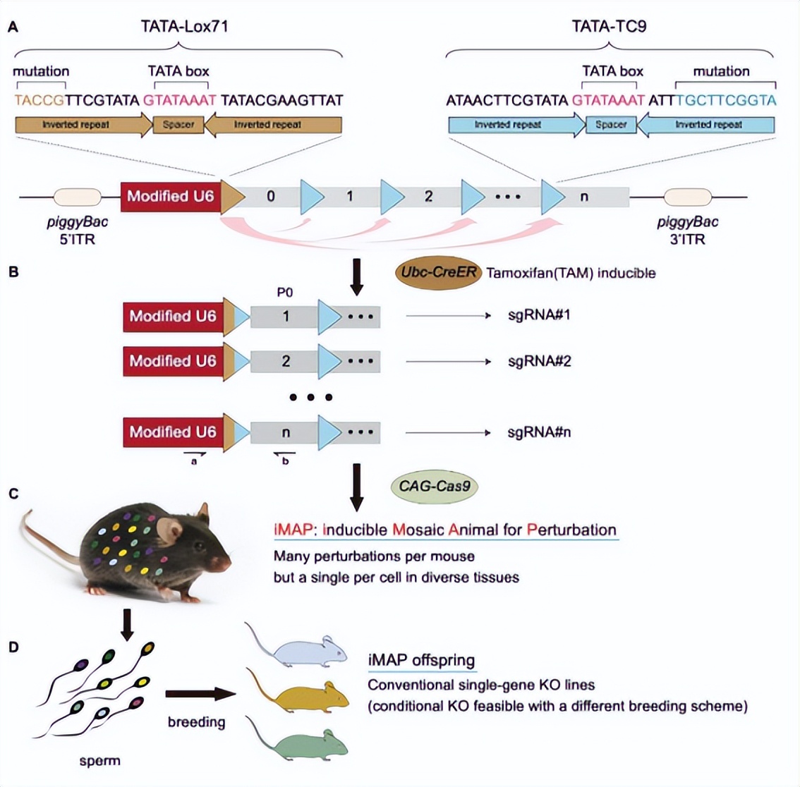 The Shanghai University of Science and Technology team has drawn the ...