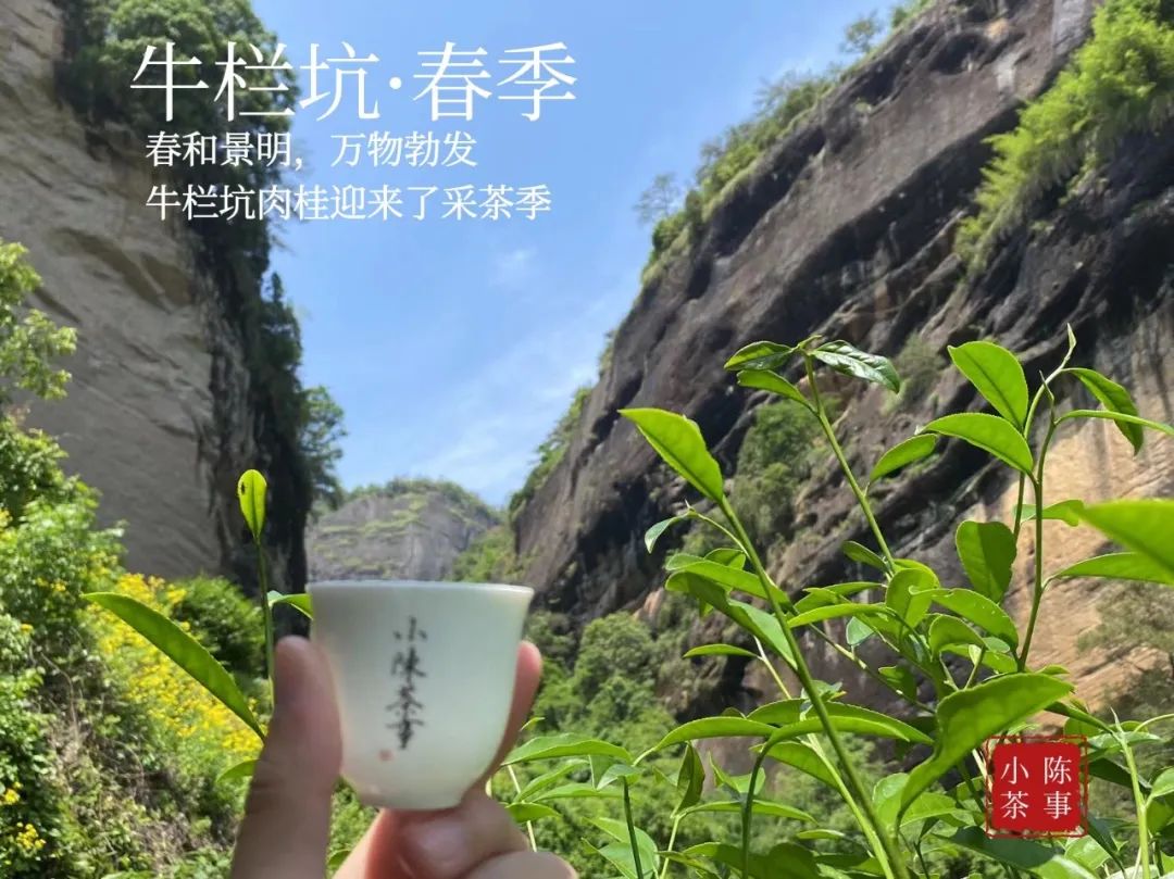 Why does Wuyi rock tea taste a bit sweet?3 points of truth, talk about ...