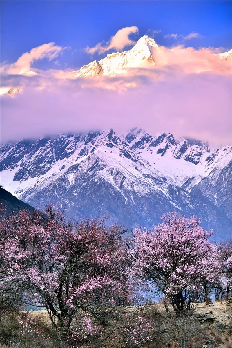 The 6 most beautiful flower viewing spots in March, and the most sultry ...