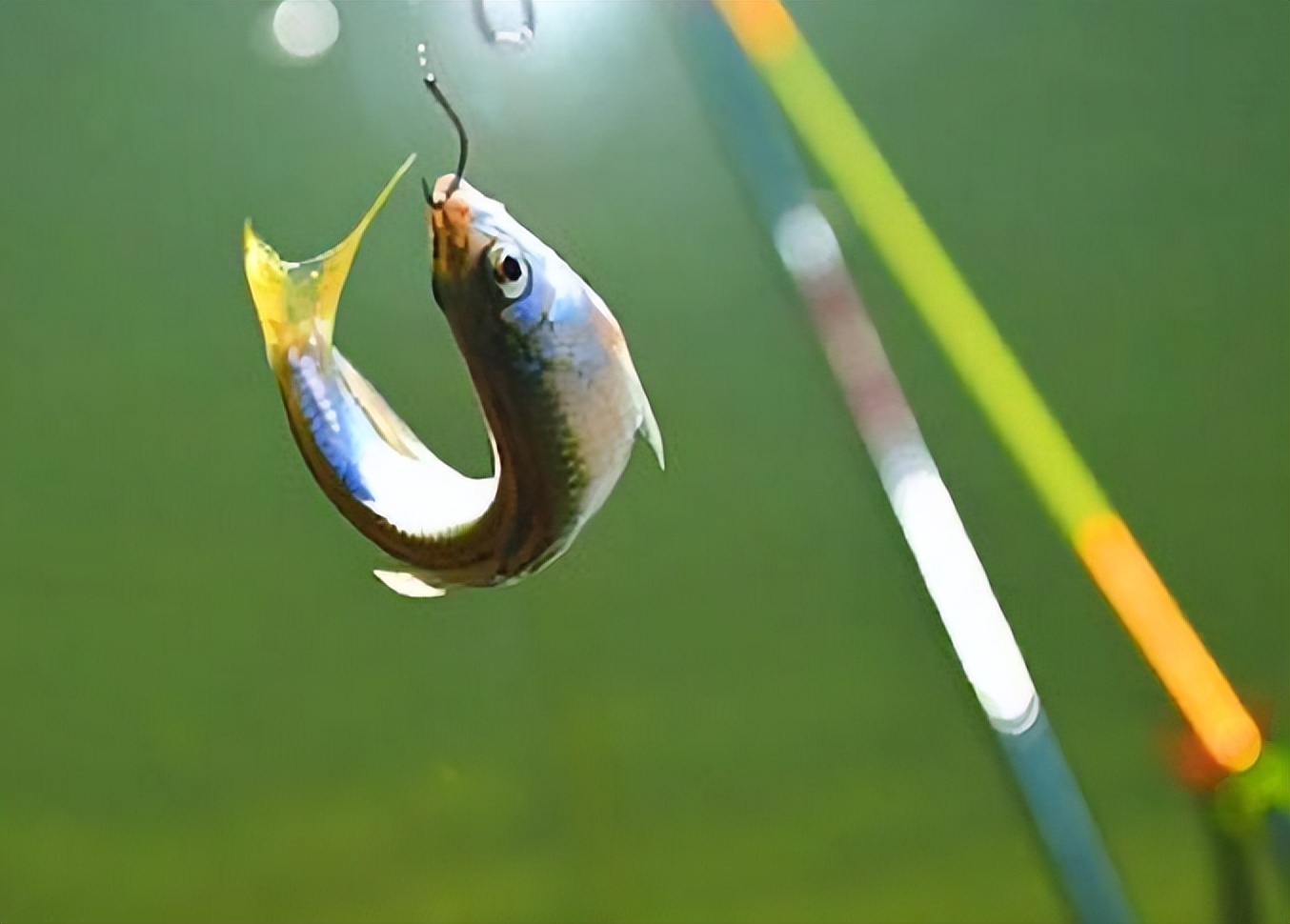 Are people who eat fish smart?If you can know these things about eating ...