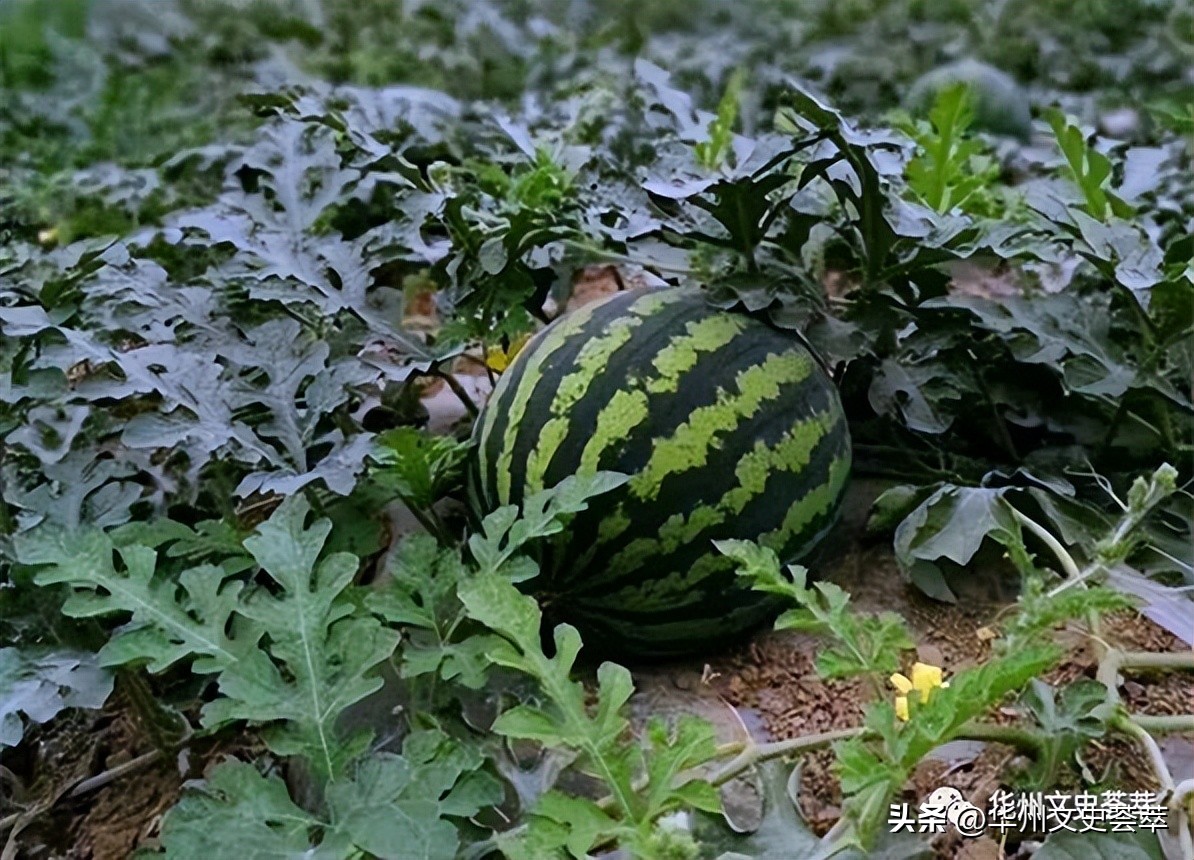 Zhong Shitong: I hid in Tibet after the failure of the "Weihua riot" - iMedia