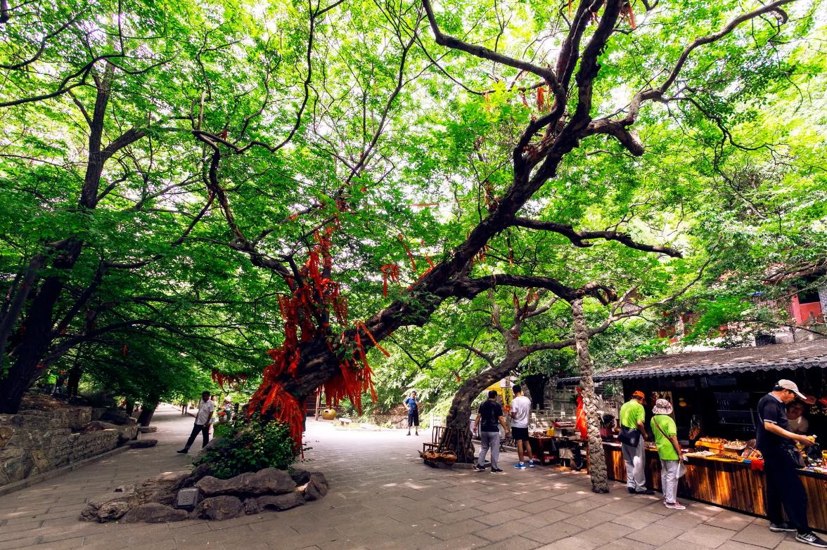 "Four Great Masters in the Early Tang Dynasty" Yu Shinan and the Green ...