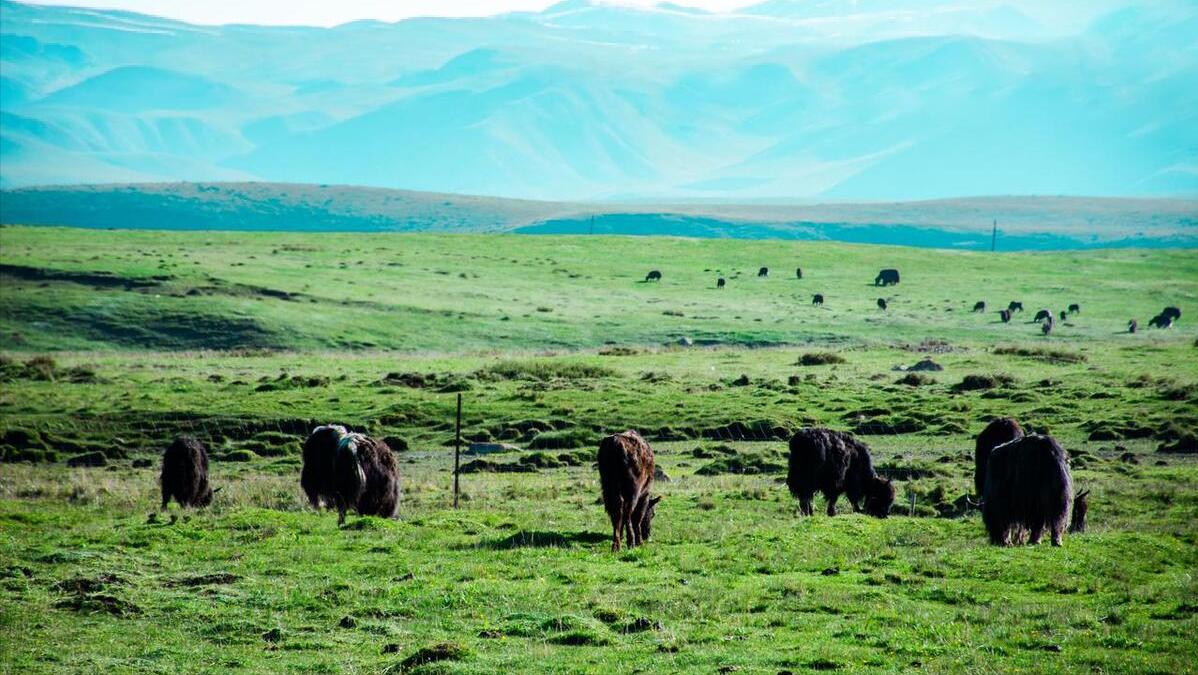 Ethnic Minority Tradition: Westward Migration Festival of the Xibo ...