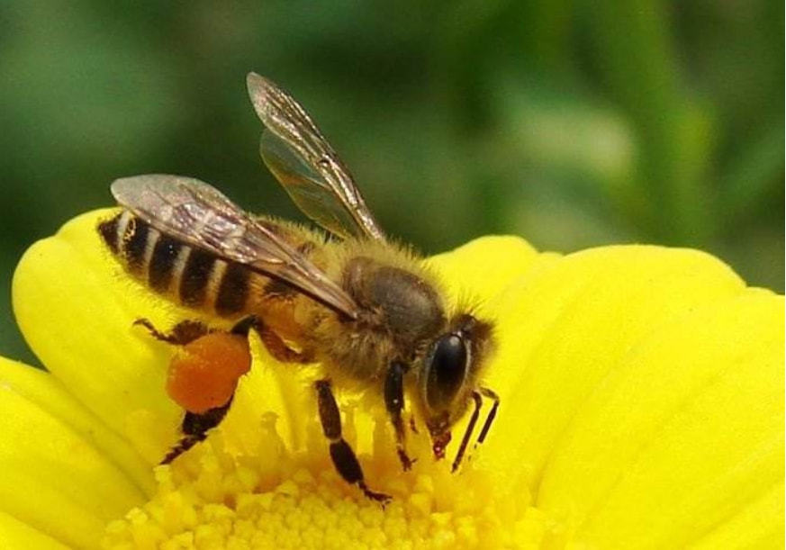 Inventory of the ten most beneficial animals for humans - iNEWS
