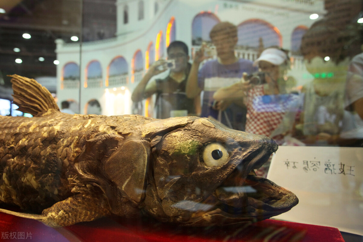 What's on the bottom of the sea?Are prehistoric creatures extinct? - iNEWS