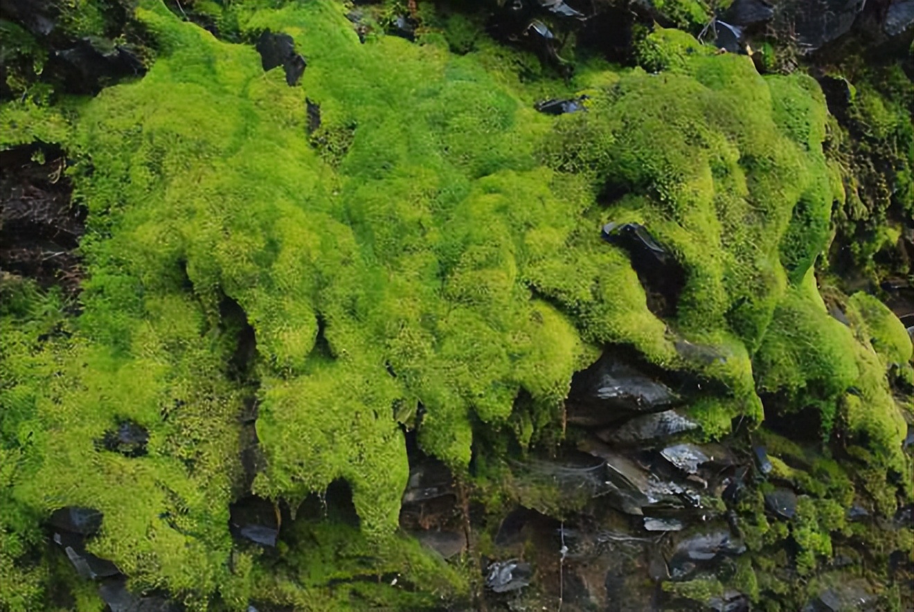 [Great plants]: Interesting and informative plant science knowledge - iNEWS