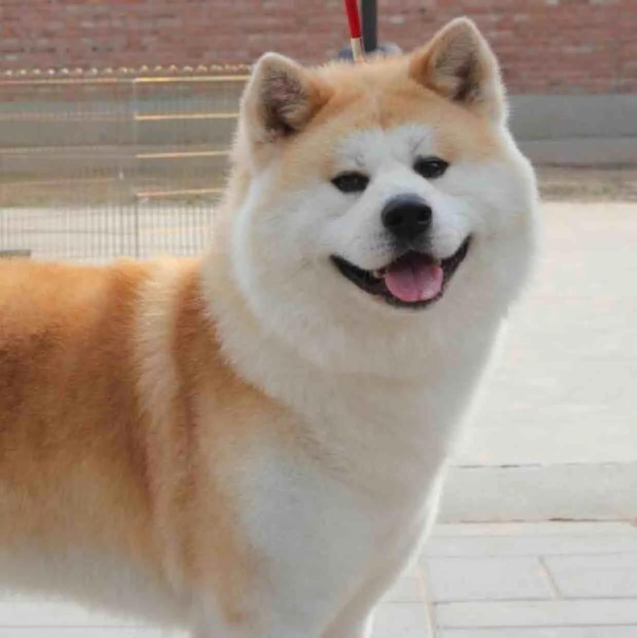 The five most humane dogs - iNEWS