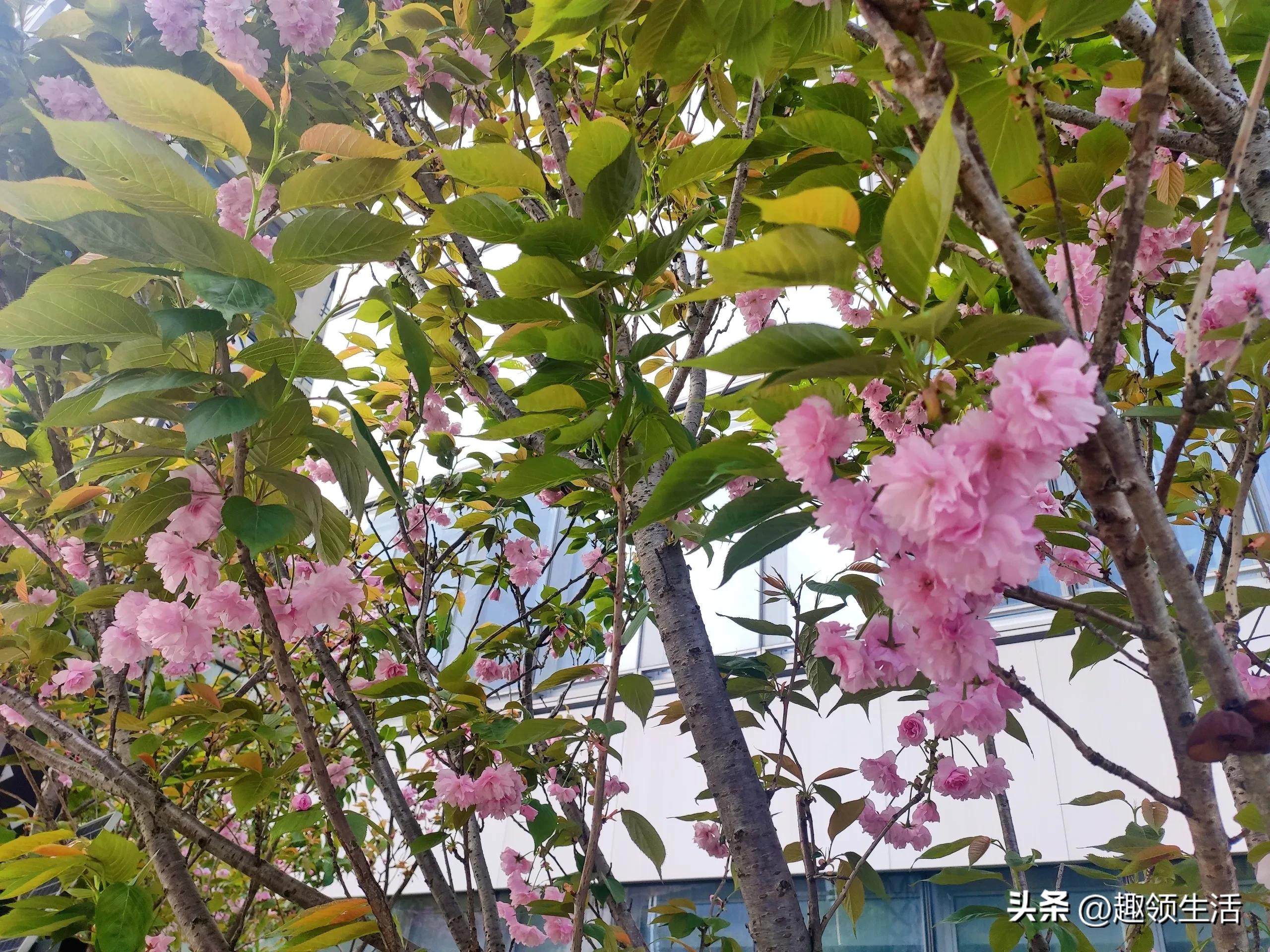 Spring is warm and flowers are blooming, and the different forms of ...