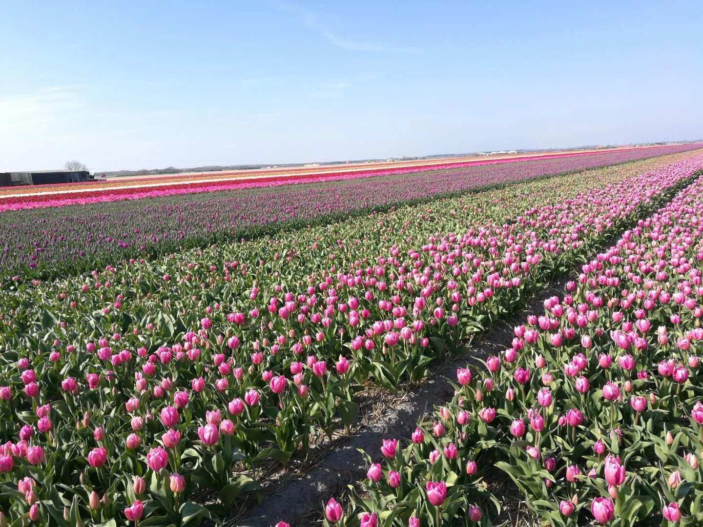 Gorgeous Flower Season Europe Tour (7) Flower Field Zijpe - iNEWS