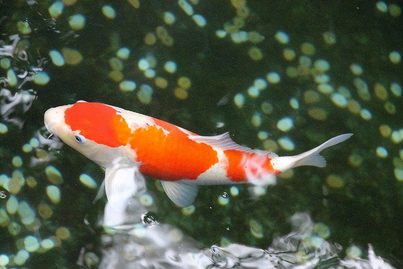 Koi-Do you know how to classify Koi? Take a look at these 10 categories ...