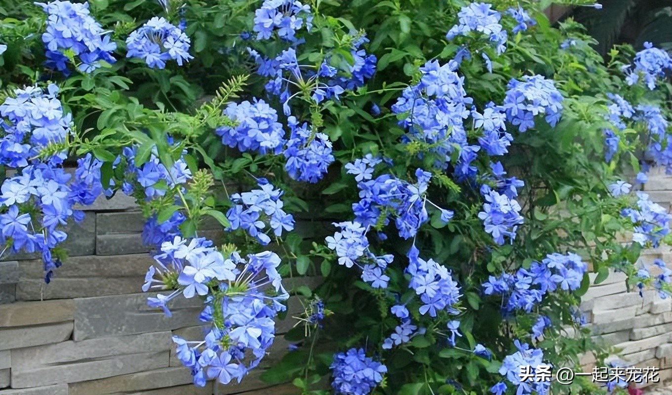 The novice raises the "flowering machine" blue snowflake, teach you two ...