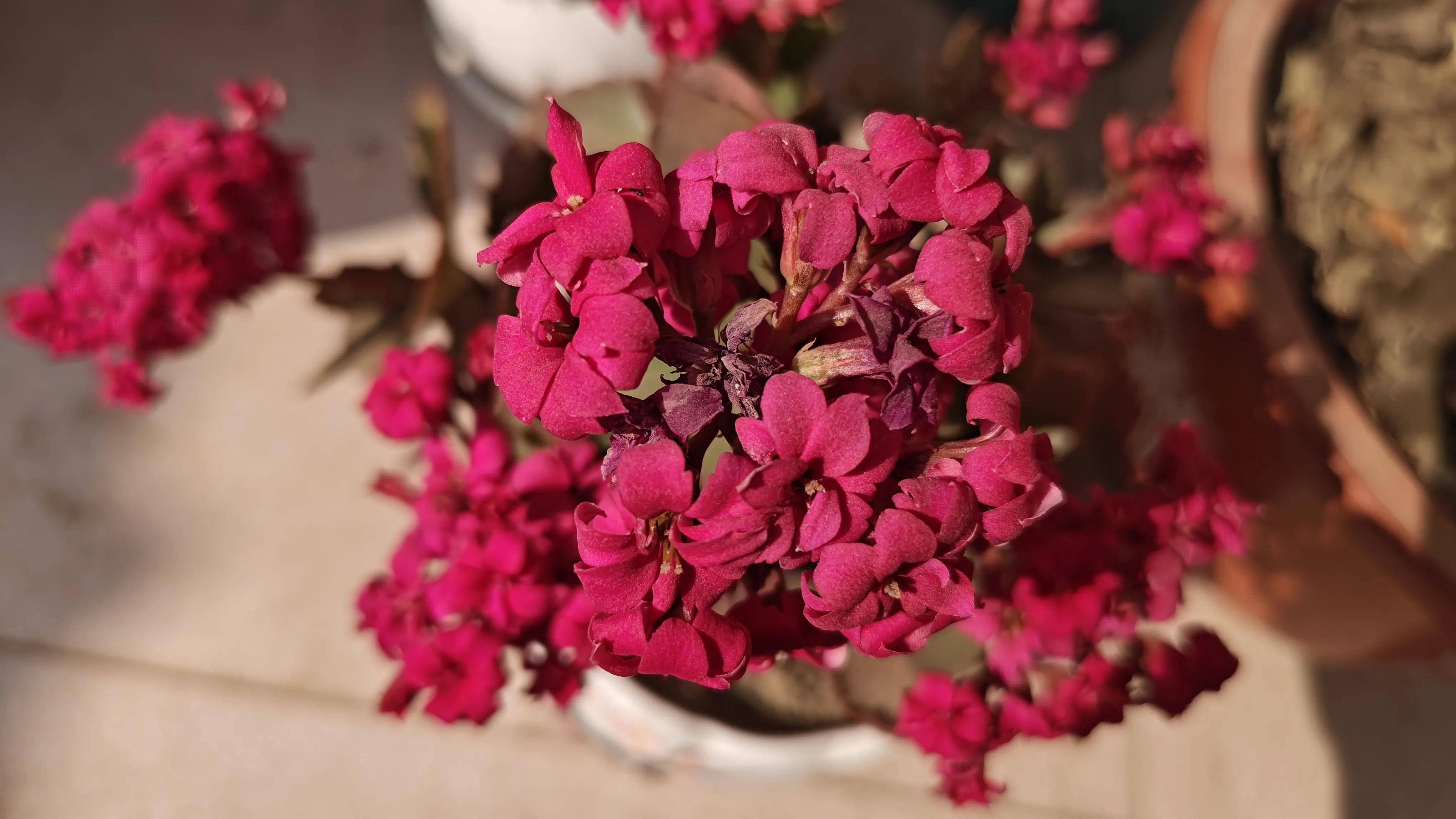 Longevity flower, the leaves are red and dry in spring, "flowering is ...