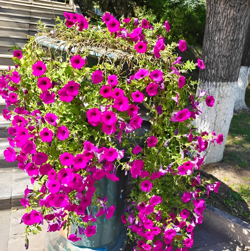 At the end of the year, "5 kinds of flowers" will be raised. The ...