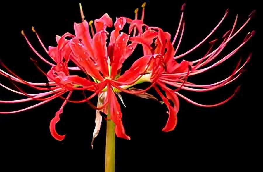 Pictures of flowers in hell, there are several kinds of flowers in hell ...