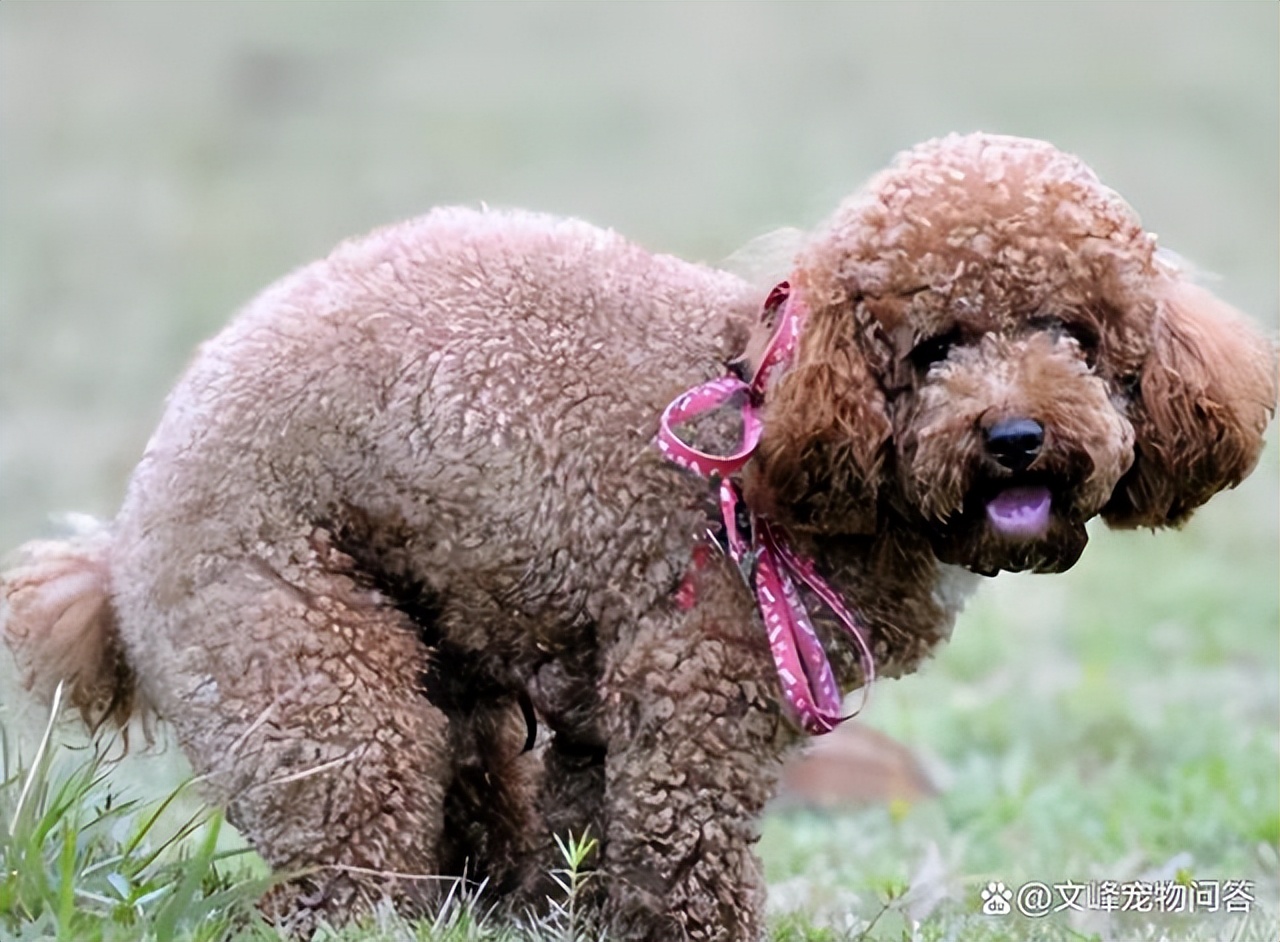 Teddy does these things, which means that he "hates" you, don't be ...