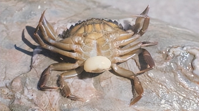 The pua master of the animal kingdom can transform male crabs into ...