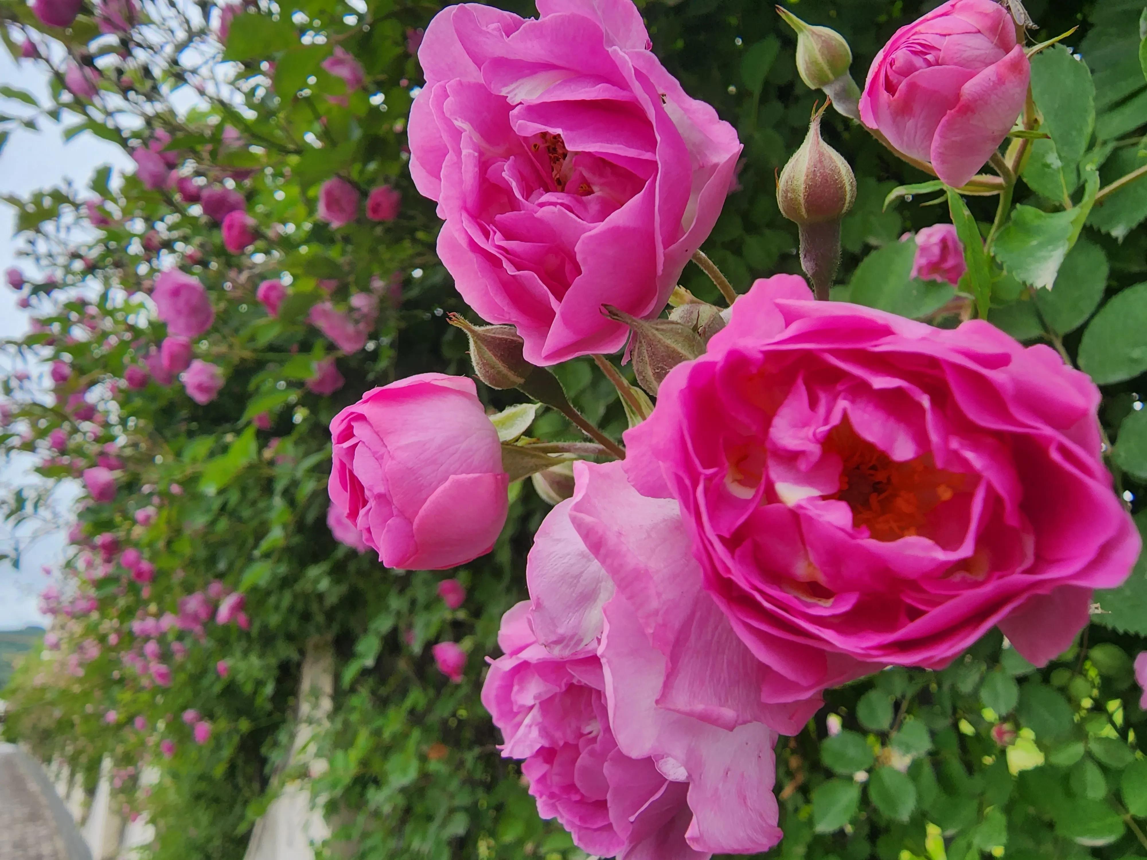 May, the season when roses bloom - iNEWS