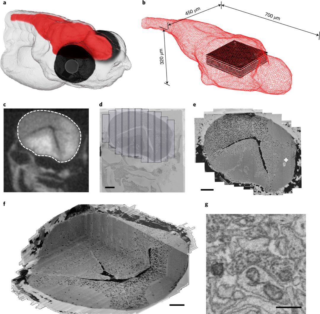 Automated synapse-level reconstruction of brain neural circuits, imagining future connectome ...