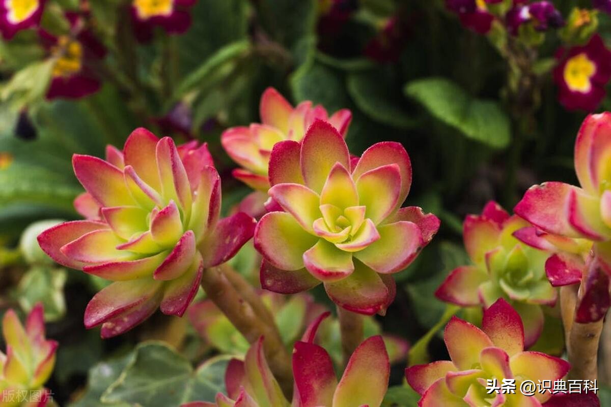 Encyclopedia of plants——Lotus palm - iNEWS
