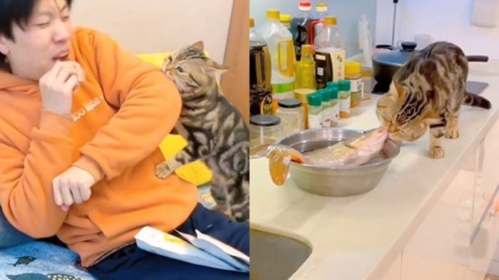 Greedy Cat is online!The cat does "meow breathing" for the fish, and ...