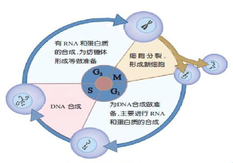 Assays to explore the cell cycle of cell proliferation - iNEWS