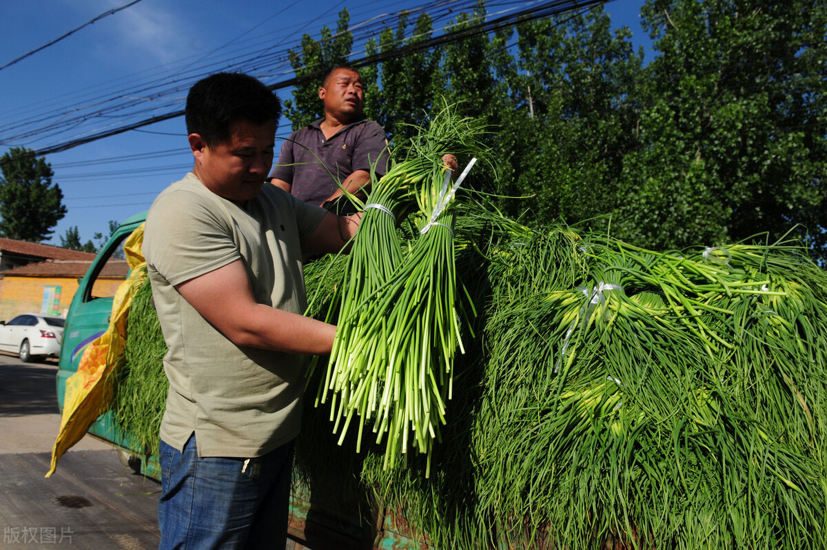 The secret recipe of the rural grandma's pickled garlic moss for many ...