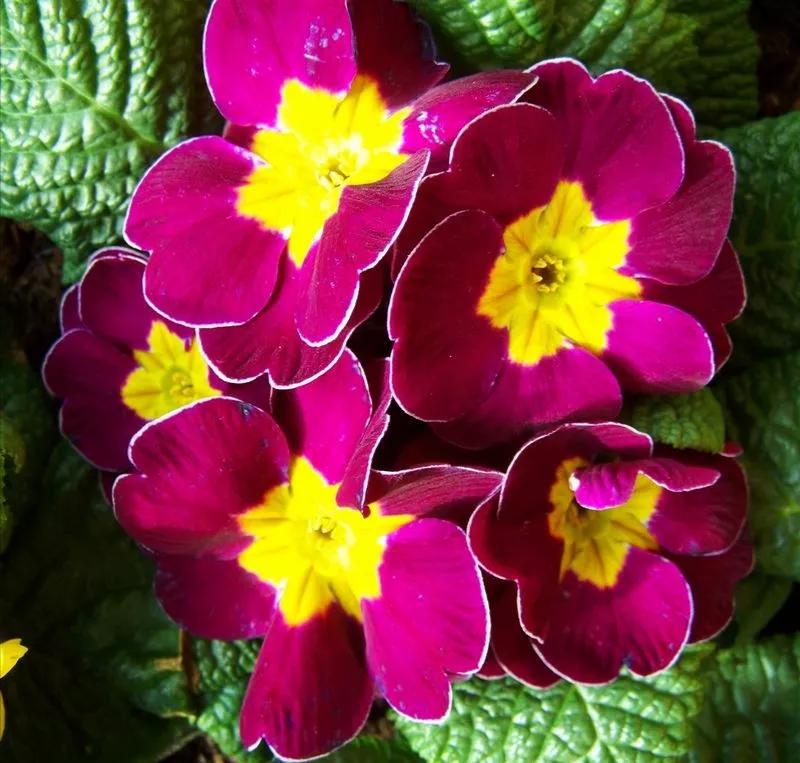 Primrose, the aroma is unique and elegant, the flowers are multi ...