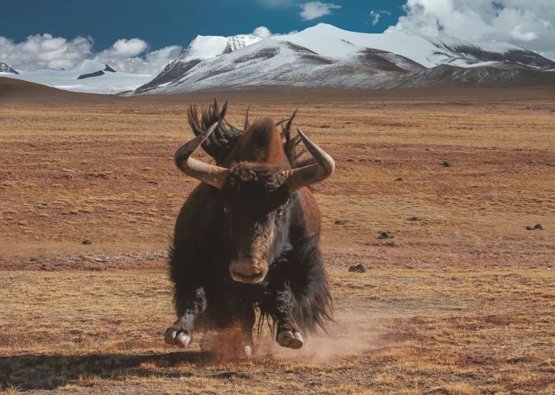 This is the real overlord of the Qinghai-Tibet Plateau! When the snow ...