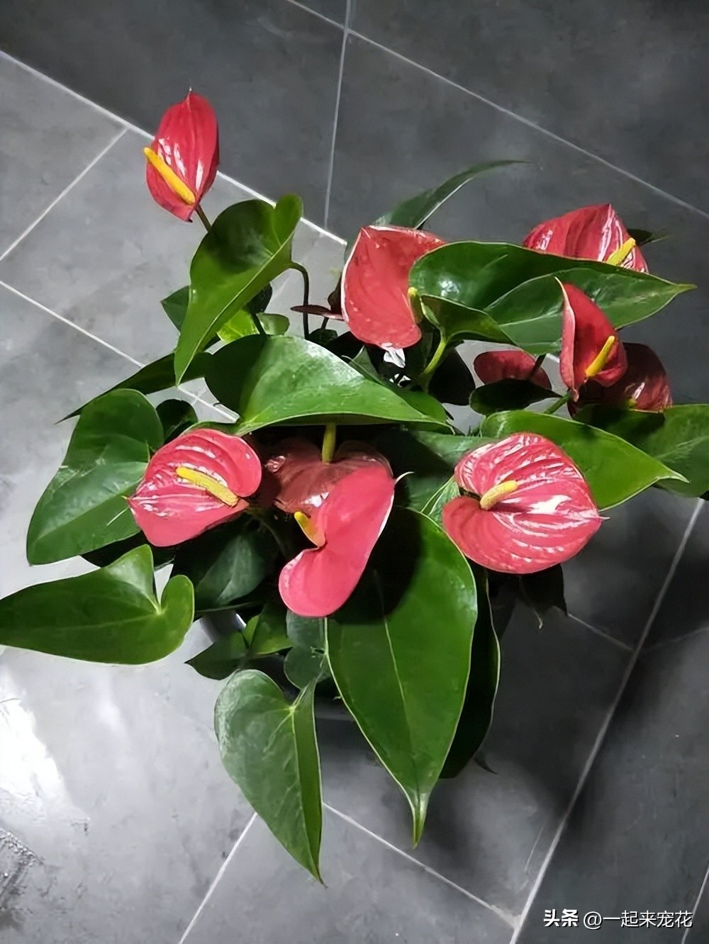 6 kinds of lazy flowers suitable for novices, small pots with less ...