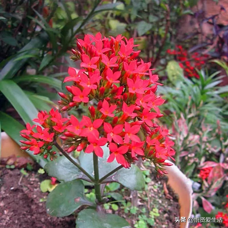 pretty!pretty!pretty!It turns out that there are so many kinds of ...