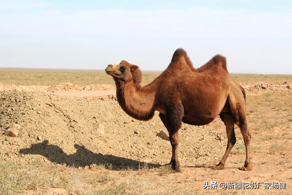 The secret of the camel's resistance to hunger and thirst is here~ - iNEWS