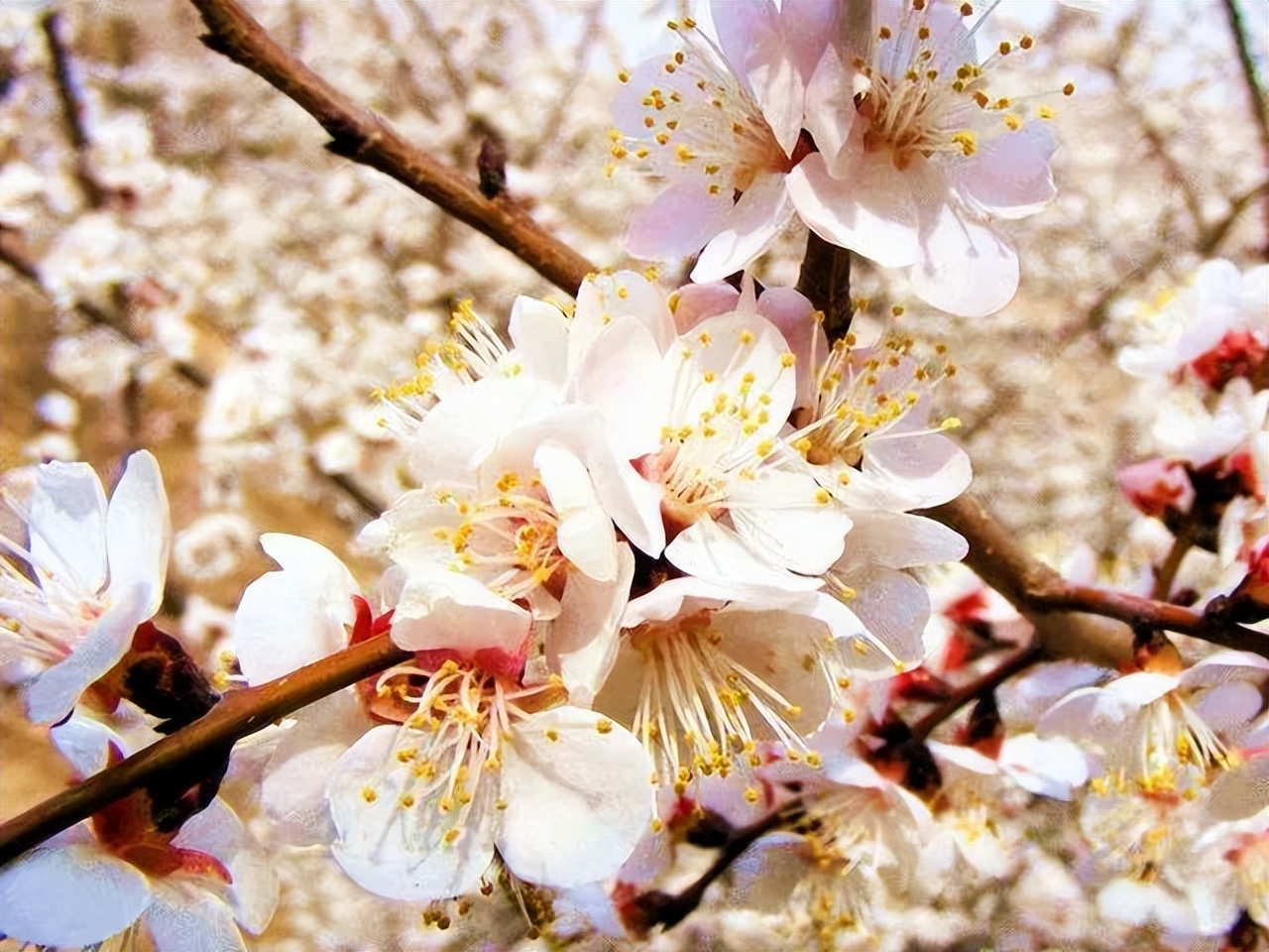 When you were born in what month, there will be a "Flower God" to ...