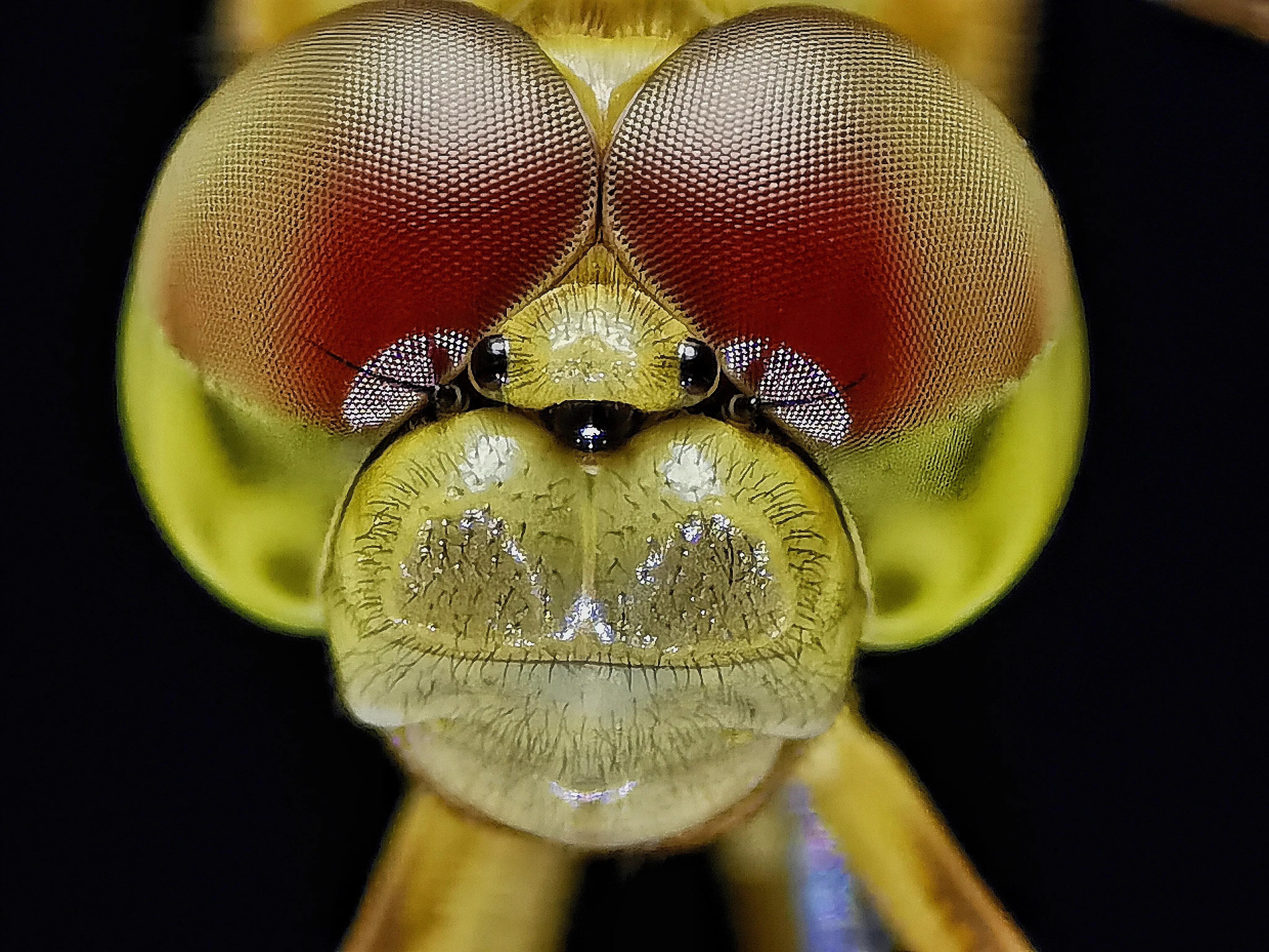 The dragonfly's eye you've probably never seen - iNEWS