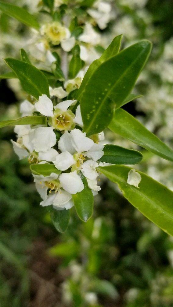 What types of flat core wood are common in rural areas - iNEWS