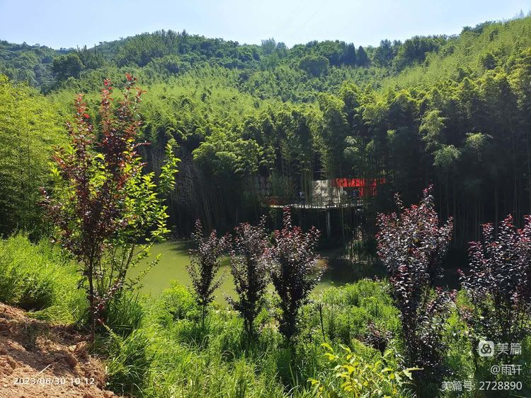 Dan Qing welcomes "July 1" Bamboo Sea Pen and Ink Sends Affectionate ...