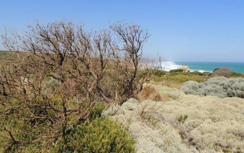 Why are native Australian plants and fruits so special in their own ...