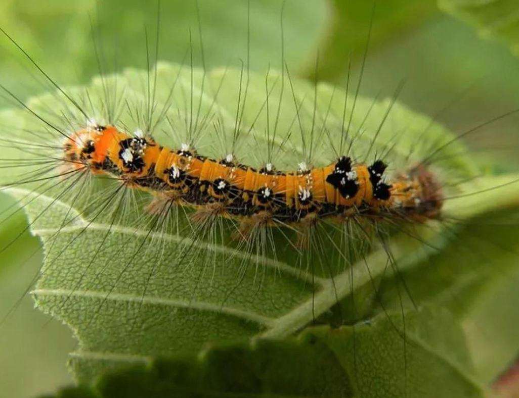 After the earthquake, a "pest plague" broke out in Turkey, and hundreds ...