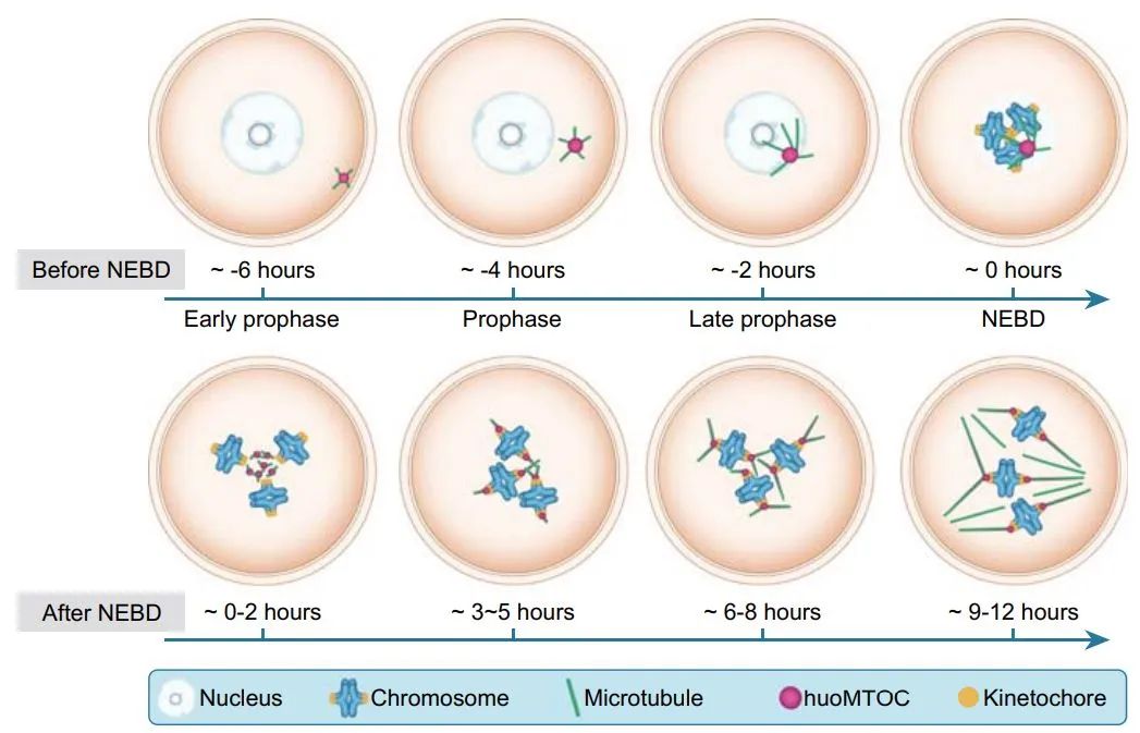 Subvert traditional cognition!Fudan team uncovers the unique mechanism ...