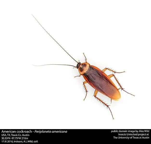 Good guy, the magic medicine to treat my oral ulcers is actually ...