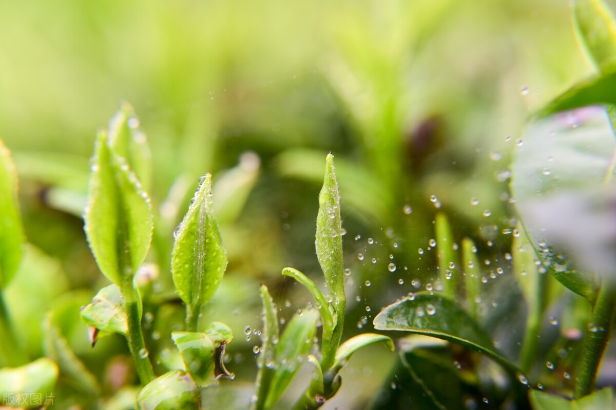 Tea Culture - Spring Tea - iNEWS