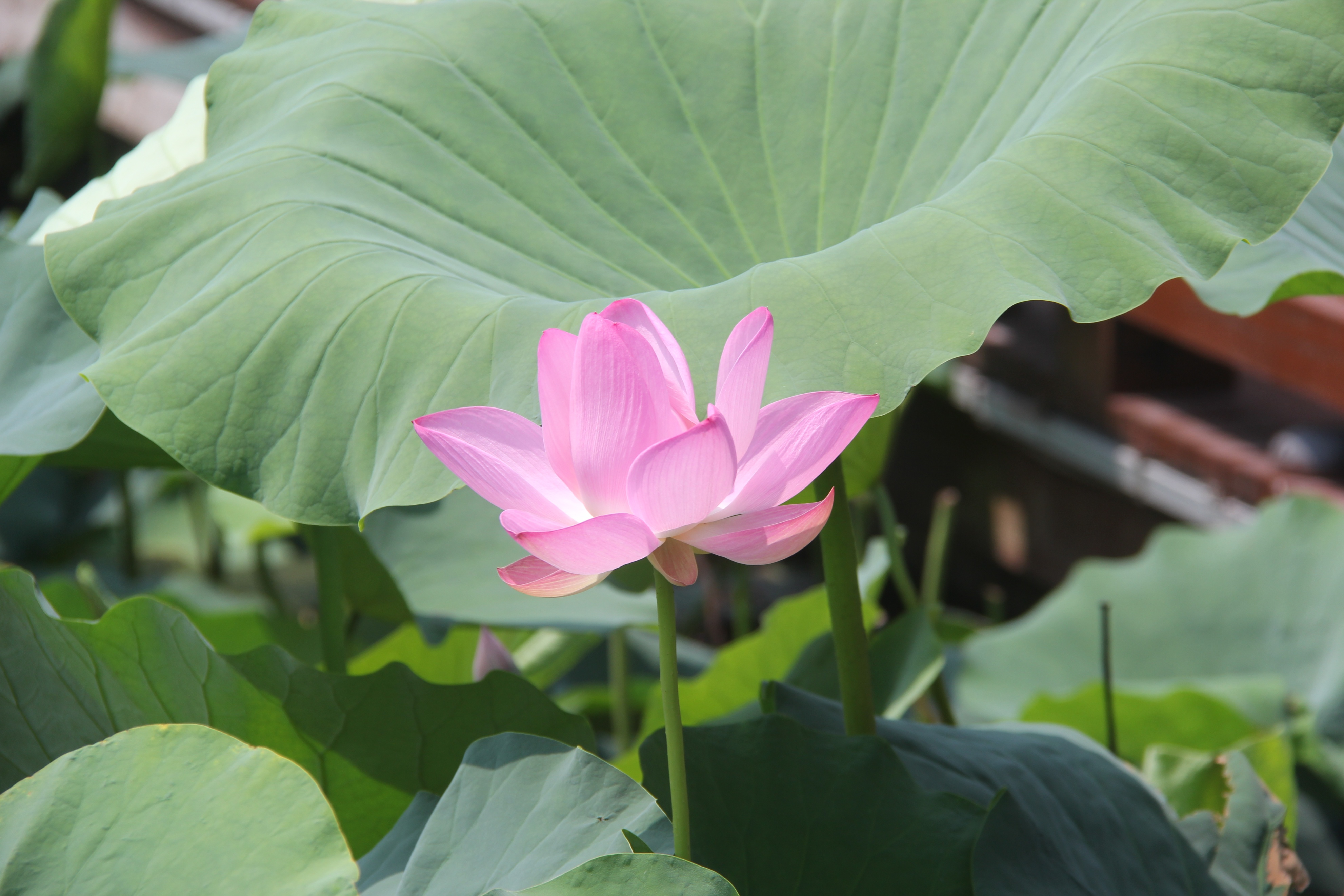 Recalling Teacher (Six Poems) Zhang Xingui - iNEWS