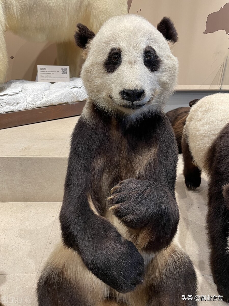(1) The mating of hermaphrodite flatworms requires "fencing" to ...